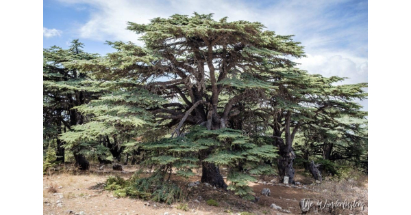 8 Most Beautiful Places to Visit in Lebanon and Itinerary | Yaknia.com
